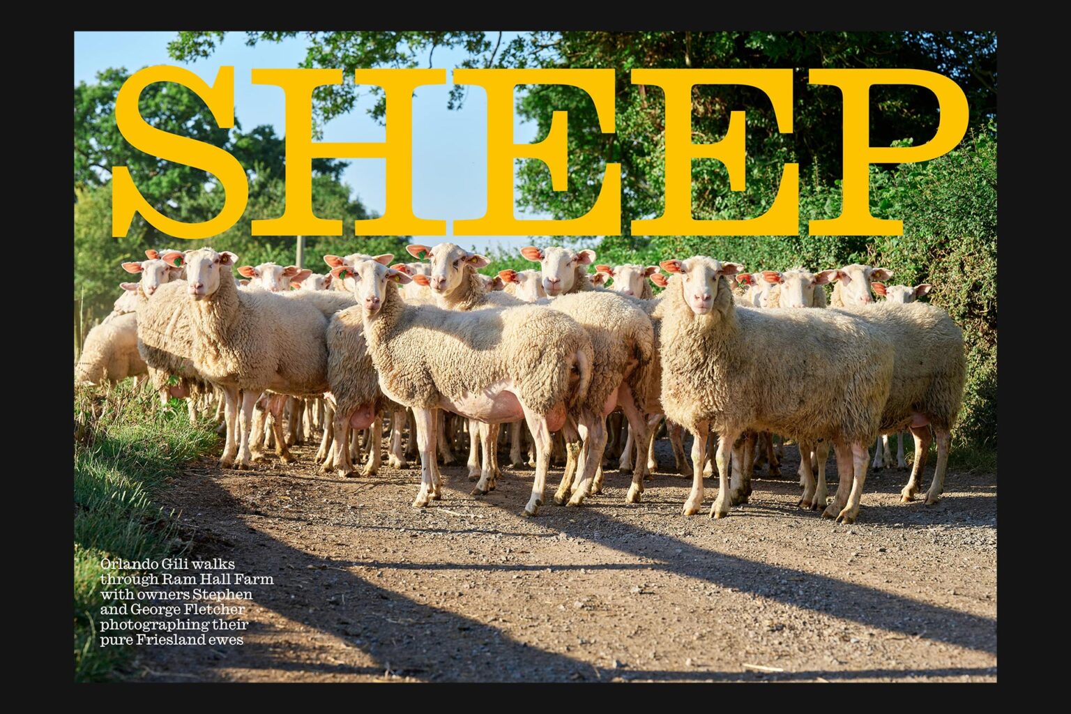 Cheese magazine releases issue three with sheep cover star - Overleaf
