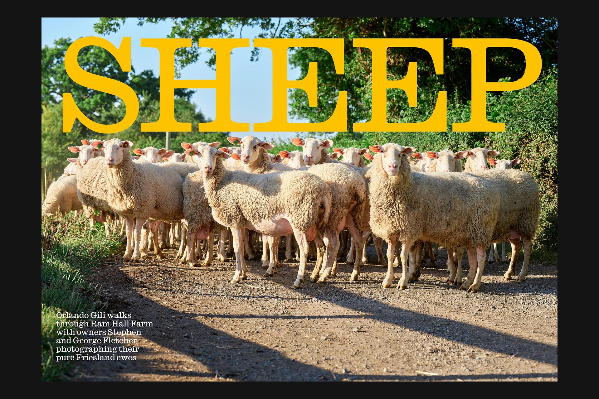 Cheese magazine releases issue three with sheep cover star - Overleaf